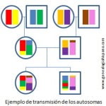 Ejemplo de transmisión de las cadenas de ADN en los autosomas | Manual ...